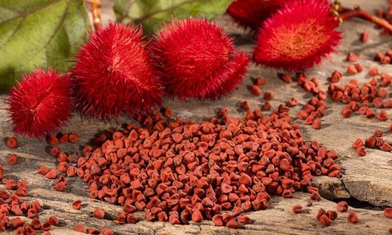 🌿 Achiote: El Tesoro Rojo de la Naturaleza